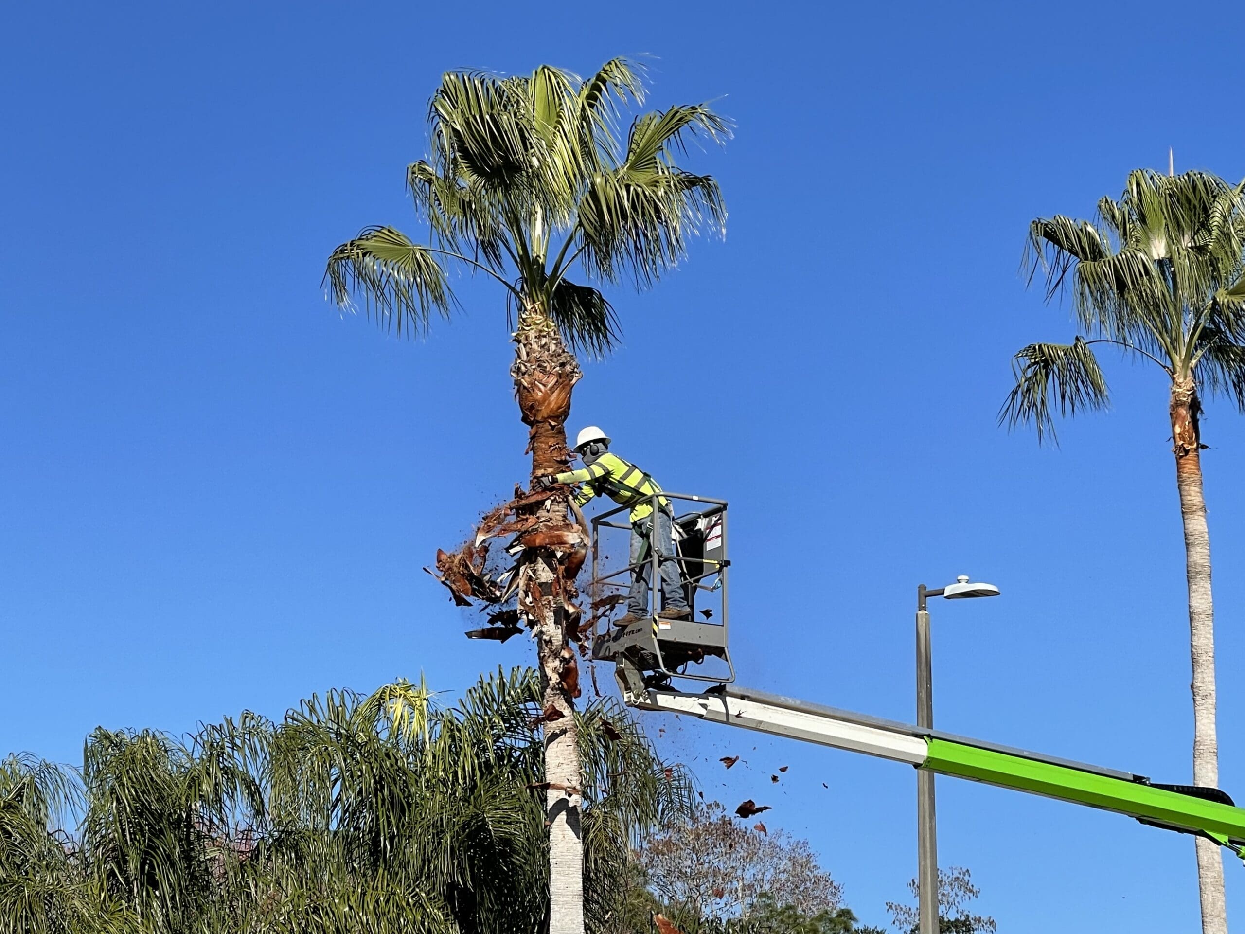Tree Service JNR Landscape Management Tree Service JNR Landscape Management
